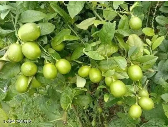 Buy All Time Lemon Plant Online in Gujarat - Parishram Agro
