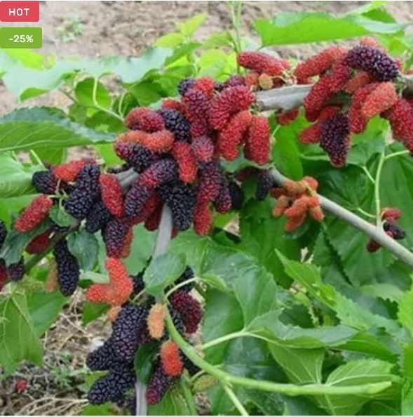 Buy Mulberry Setur Plant Online in Gujarat - Parishram Agro